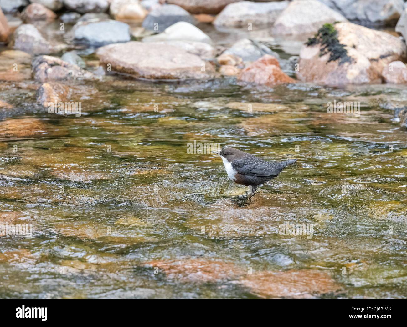 White-throated or European Dipper (Cinclus cinclus) Hunting in a Fast ...