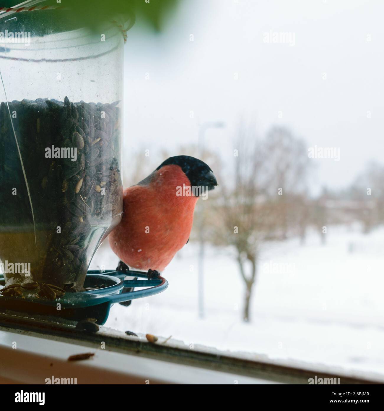 Bird eats sunflower seeds, feeds by the window, helps birds find food ...