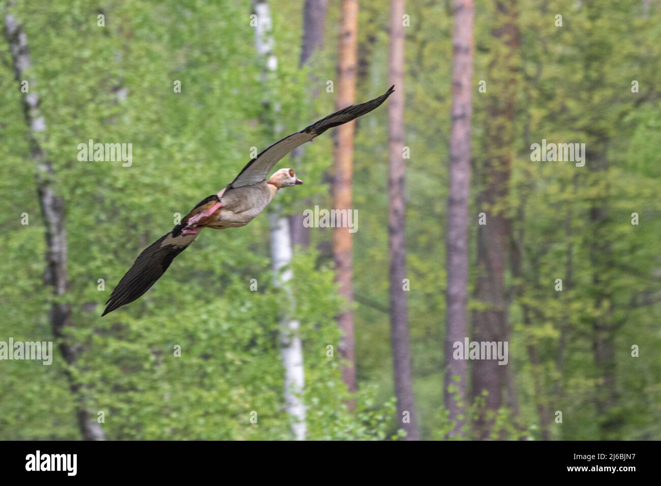 an egyptian goose flying through the forest with spread wings Stock ...