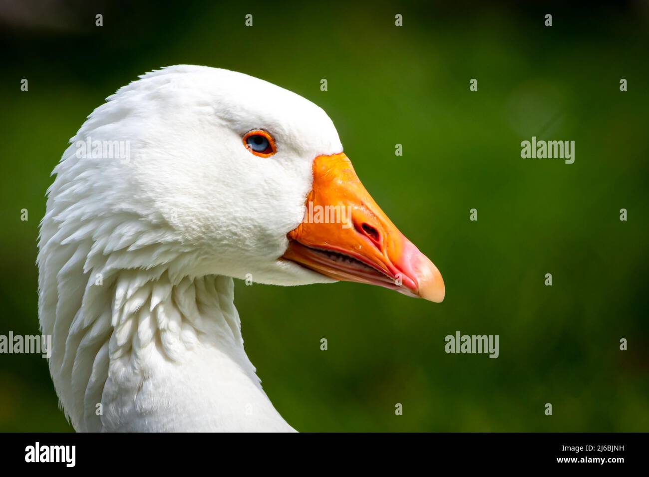 White farm goose hi-res stock photography and images - Alamy