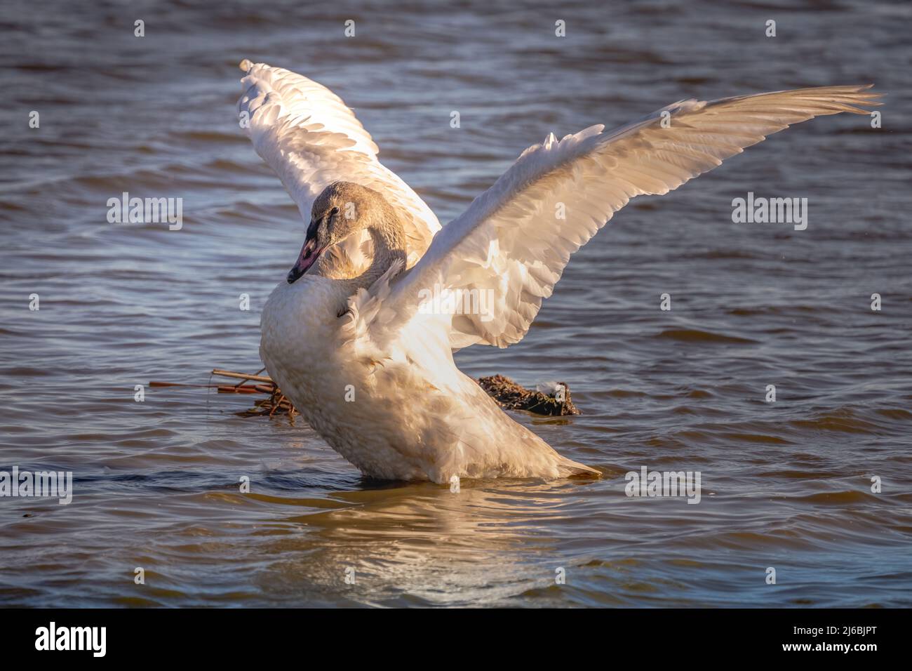 Beautiful and magnificent trumpeter swan displaying its large and ...