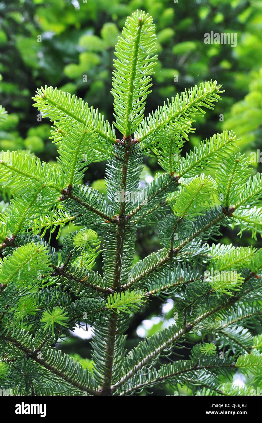 Needle leaf pine tree in its natural environment, pine tree in nature ...