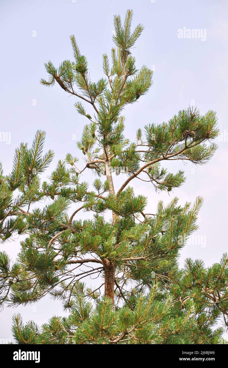 Needle leaf pine tree in its natural environment, pine tree in nature ...