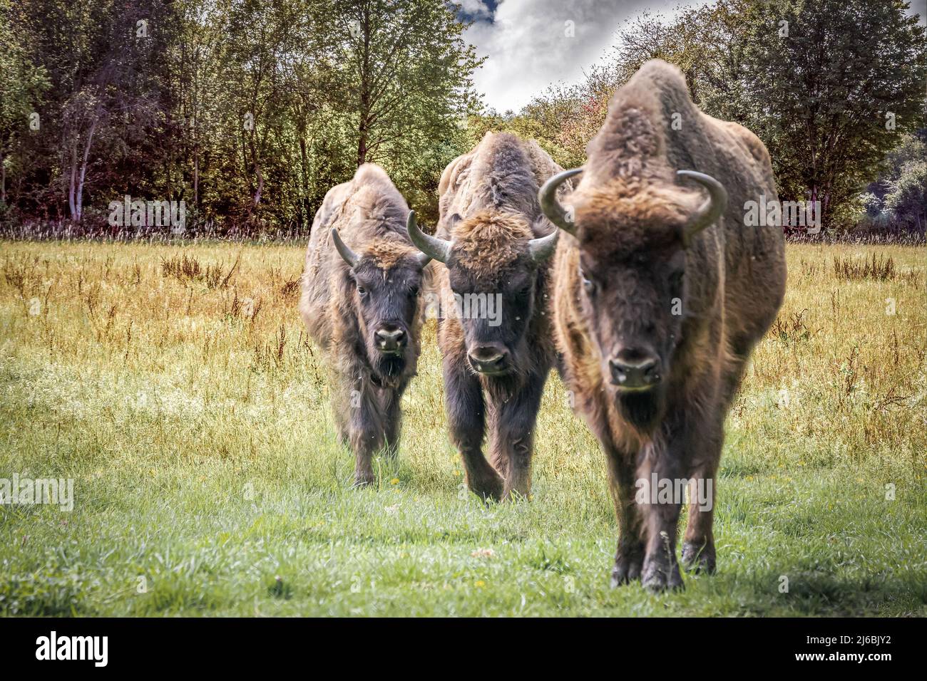 three buffalo bison walking through a field Stock Photo - Alamy