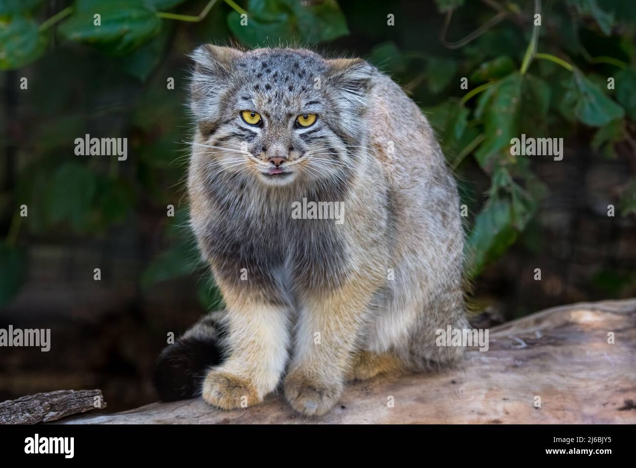 Cute Palllas cat.The name honours Peter Simon Pallas, the naturalist ...