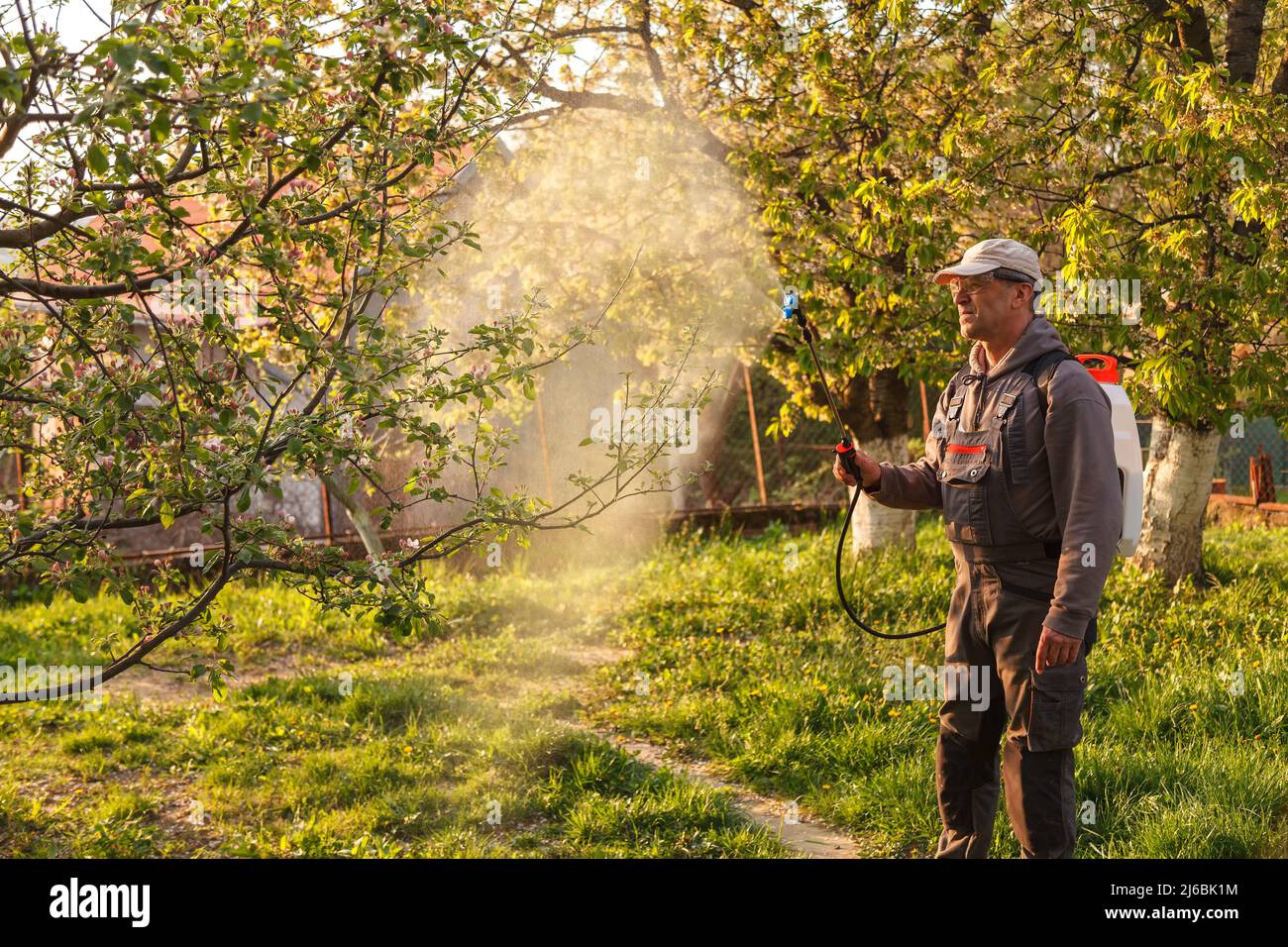 The man works in the spring garden and sprayes with the help of ...