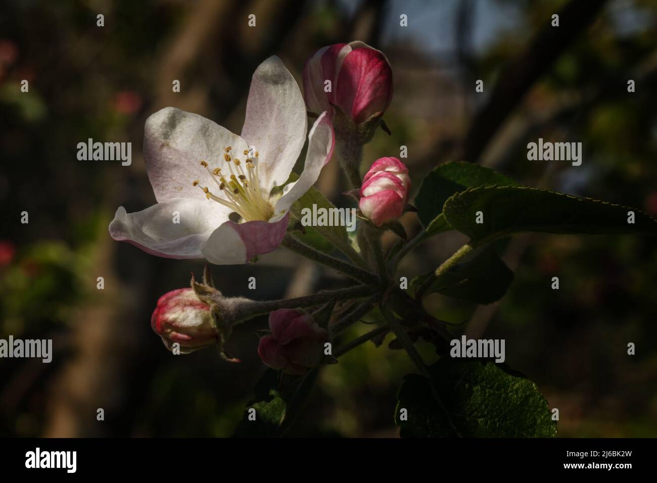 Flowering trees in the spring. The branch of the flowering apple tree ...