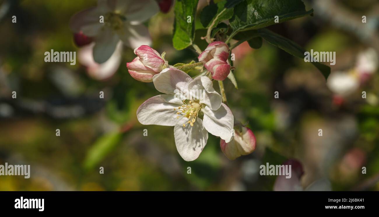 Flowering trees in the spring. The branch of the flowering apple tree ...
