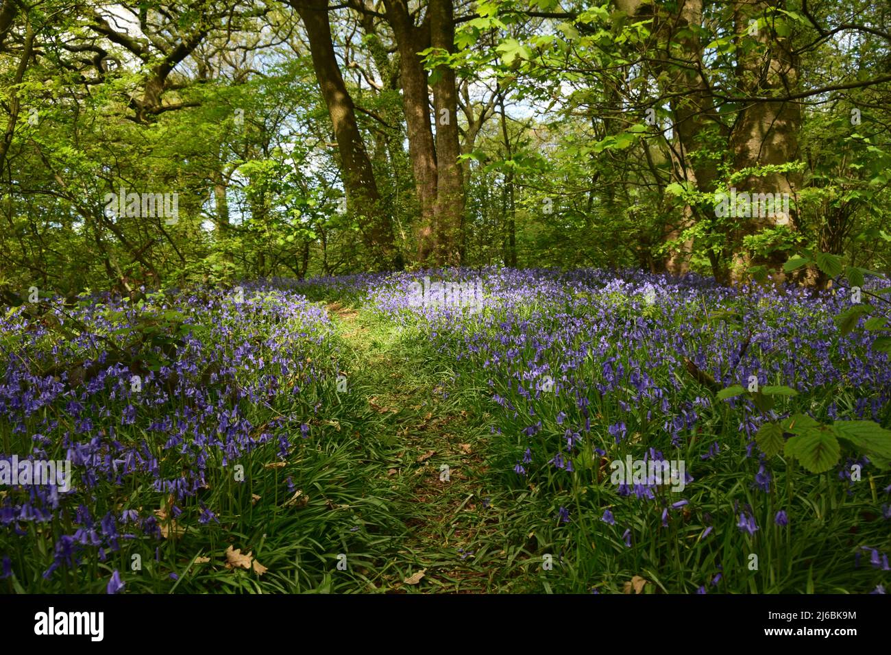 Calming bluebells hi-res stock photography and images - Alamy