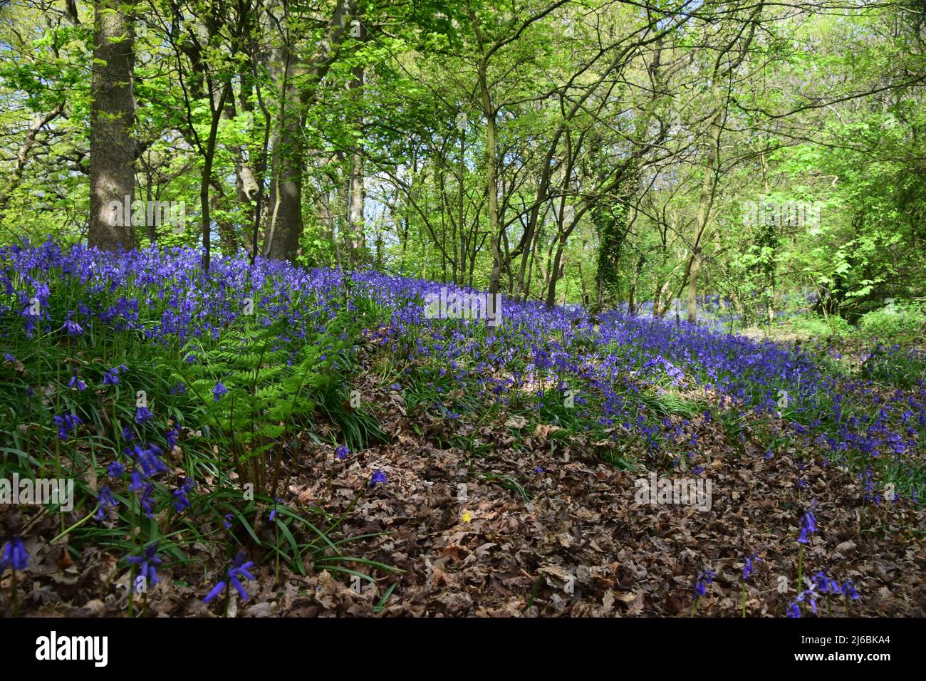 Calming bluebells hi-res stock photography and images - Alamy