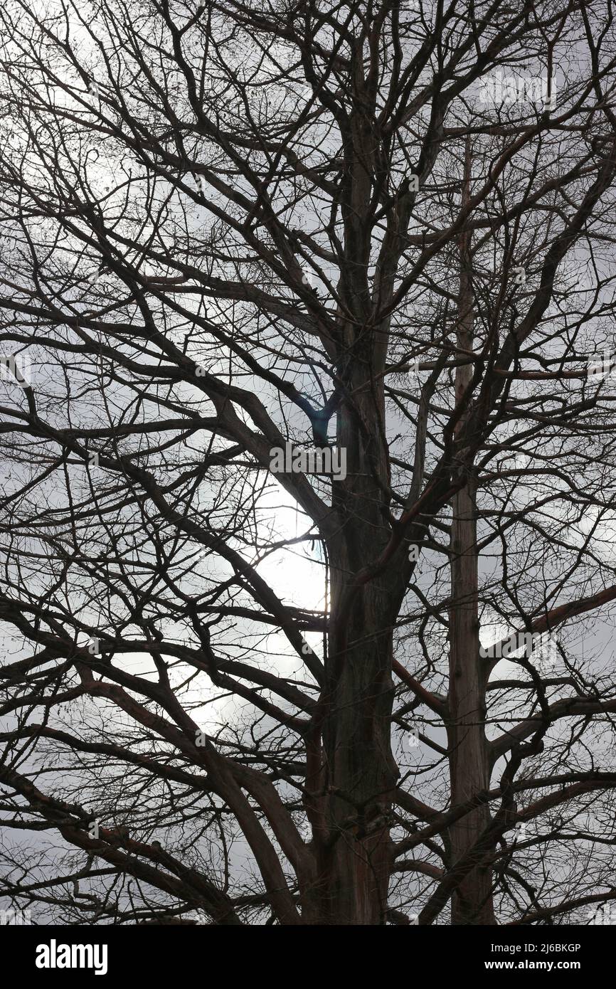 A very tall tree with lots of branches and no leaves standing against ...