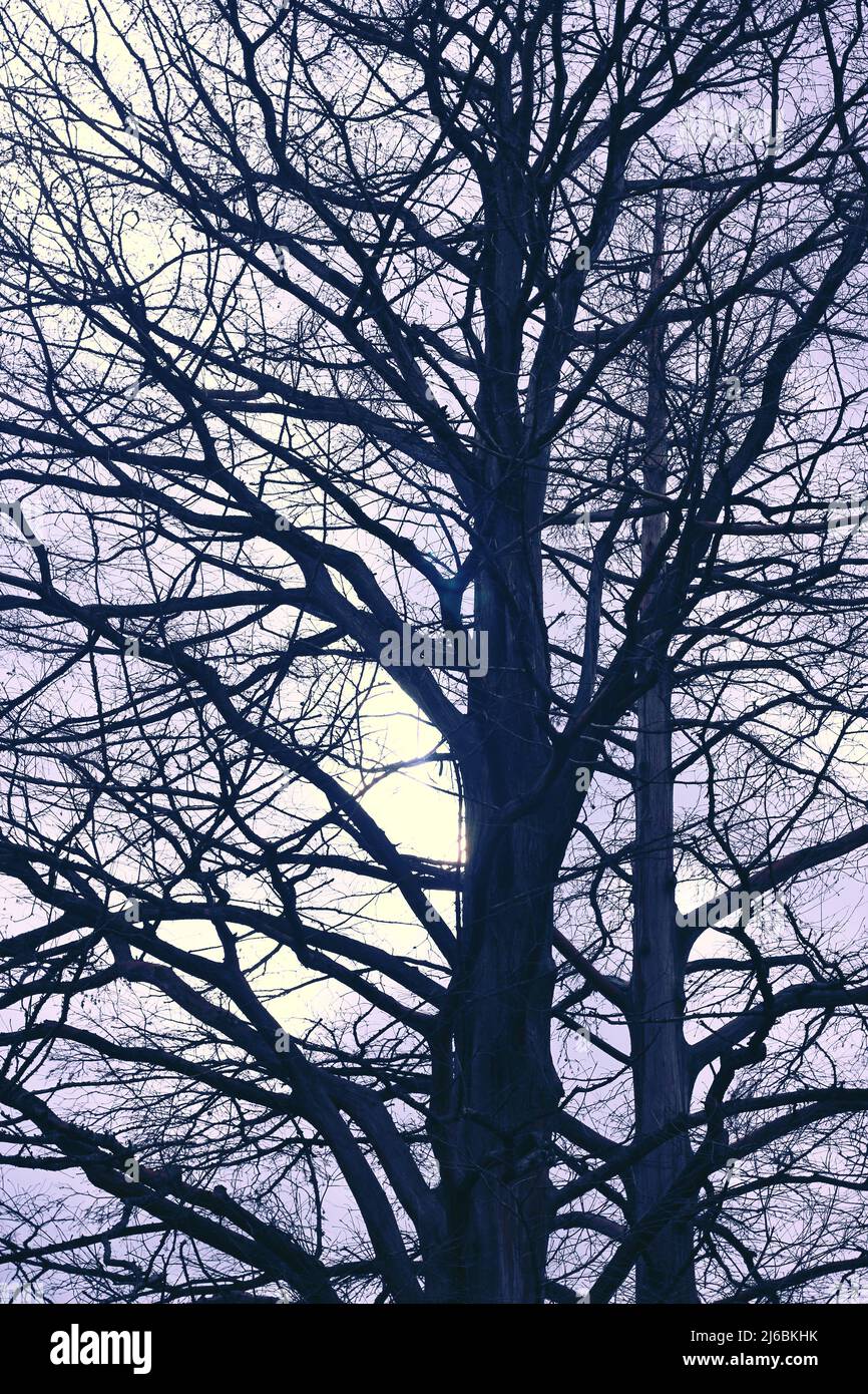 A very tall tree with lots of branches and no leaves standing against ...