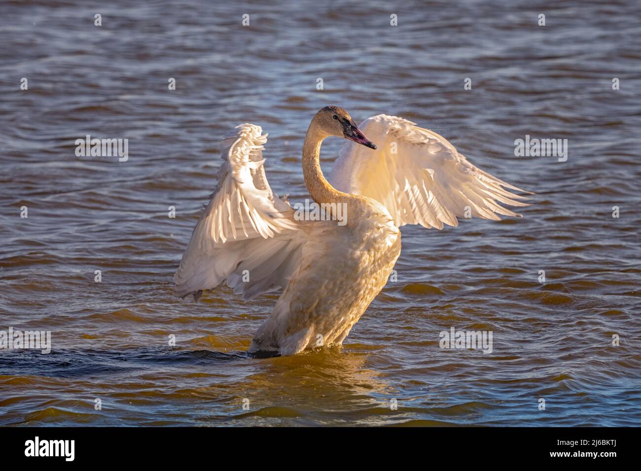 Beautiful and magnificent trumpeter swan displaying its large and ...