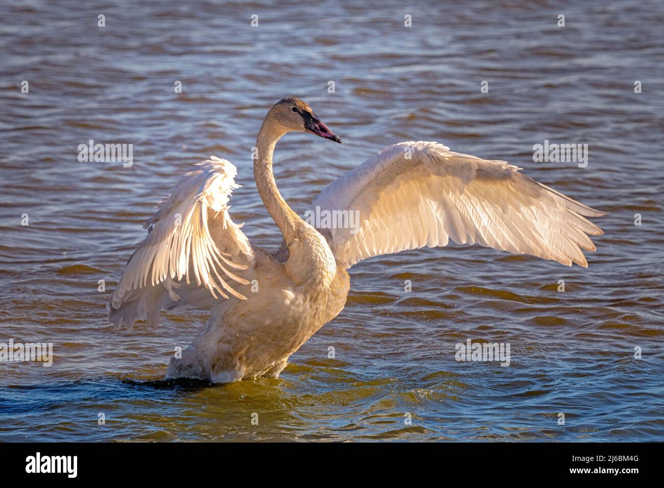 Beautiful and magnificent trumpeter swan displaying its large and ...
