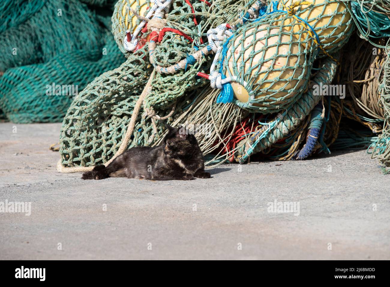 Common wildcat hi-res stock photography and images - Alamy