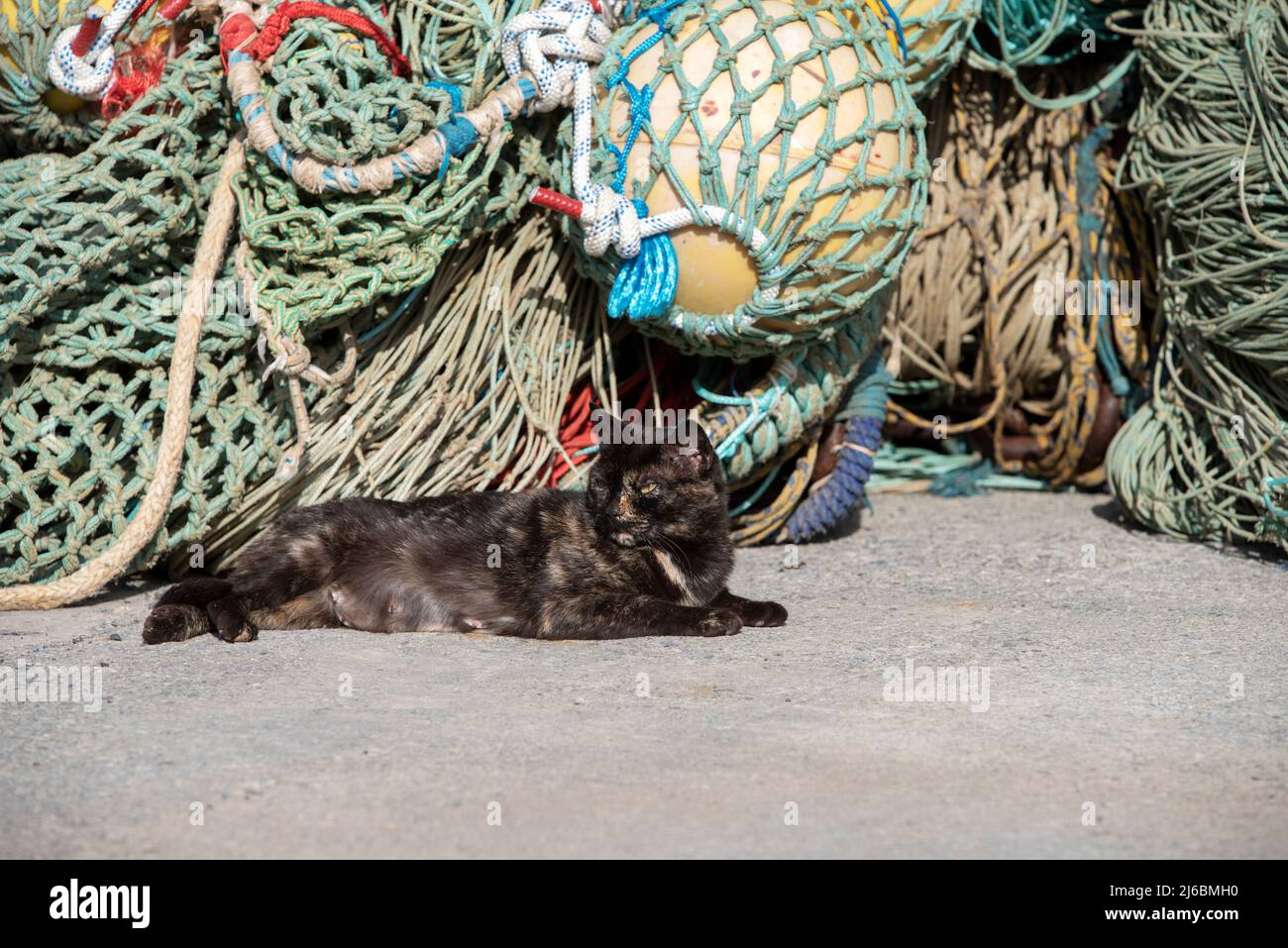 Common wild cat kitten hi-res stock photography and images - Alamy