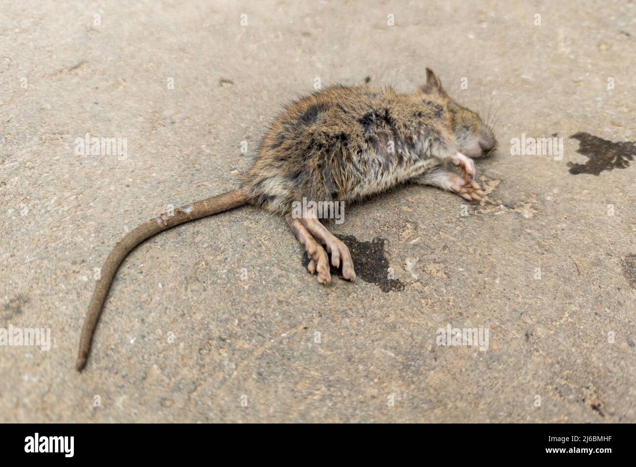 Dead body carrier hi-res stock photography and images - Alamy