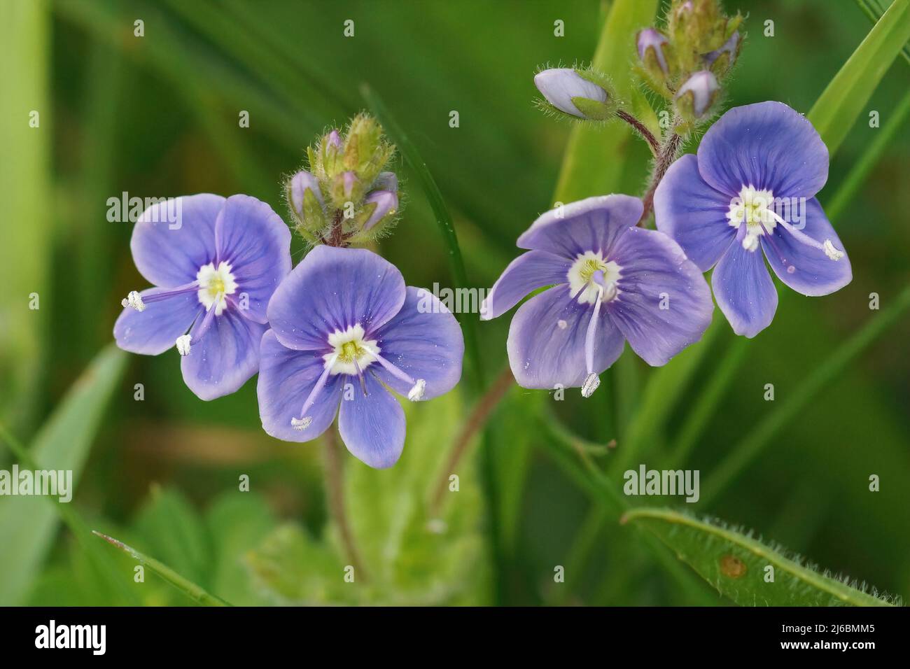 Closeup on four brilliant blue colored Germander speedwell flower ...