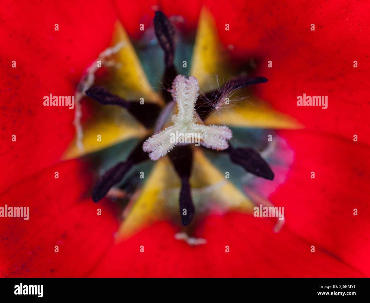 Inside a tulip hi-res stock photography and images - Alamy