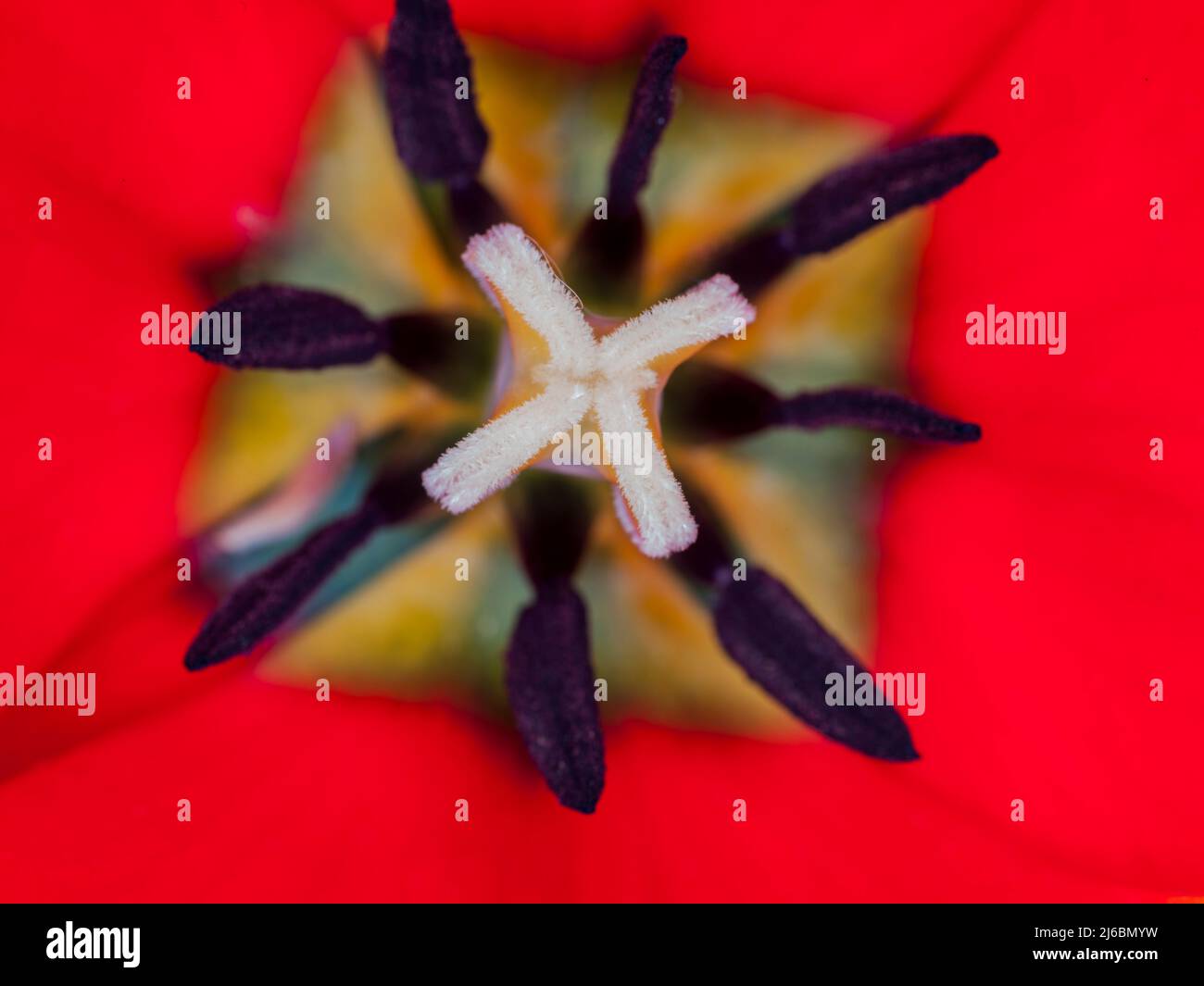 Inside a tulip (Tulipa sp., family: Liliaceae Stock Photo - Alamy