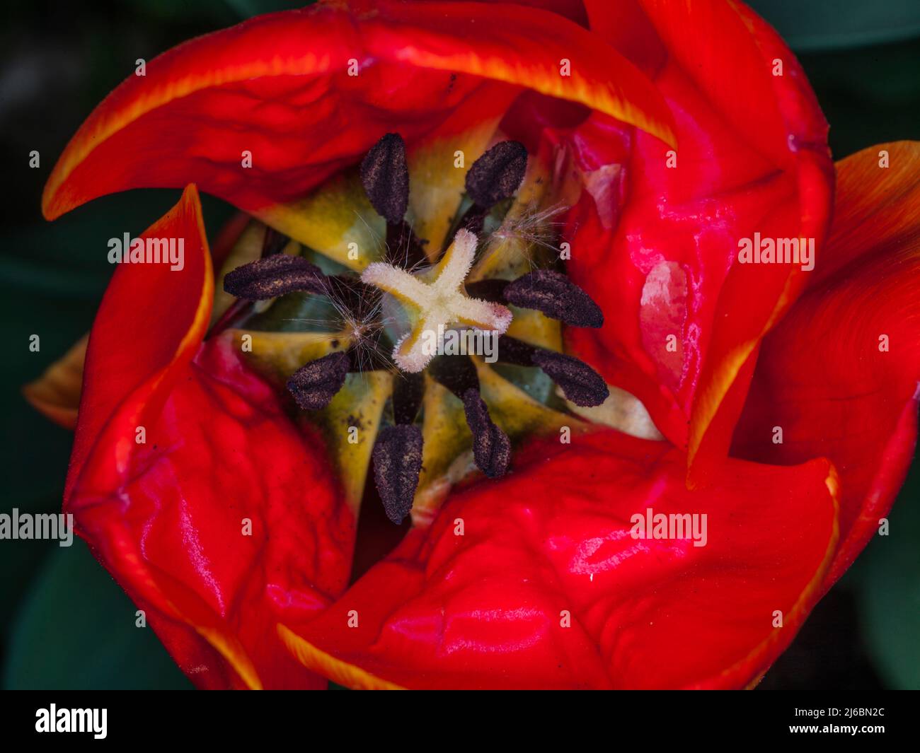 Inside a tulip hi-res stock photography and images - Alamy