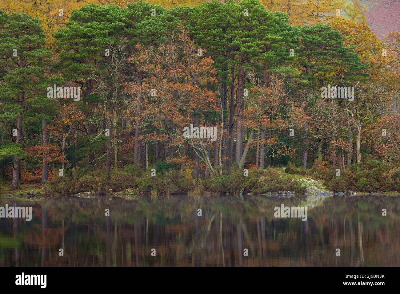 Stunning Lake District forest landscape of Manesty Park during vibrant ...