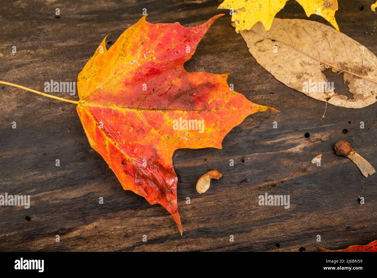 Colorful fall maple leaves on a log. on the forest floor in a state ...