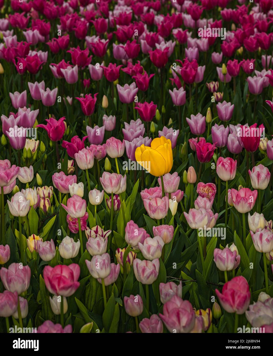 Cultivation tulips tulipa sp hi-res stock photography and images - Alamy