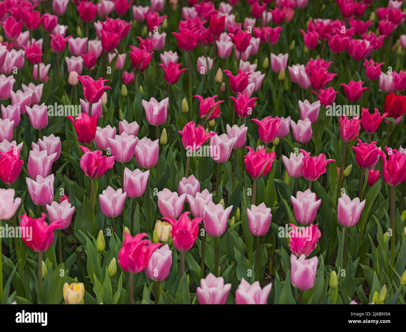 Tulips (Tulipa sp., family: Liliaceae Stock Photo - Alamy