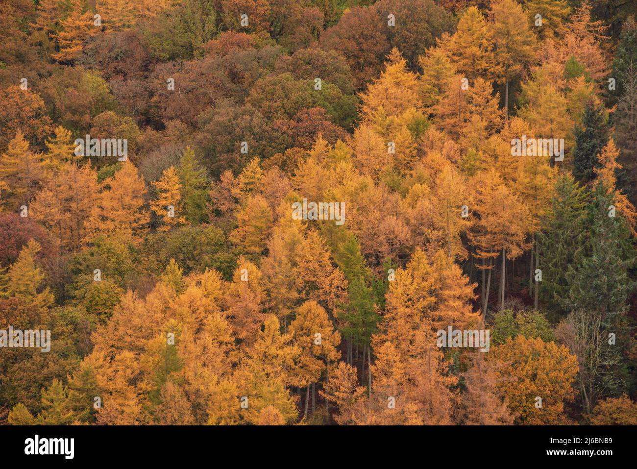 Beautiful Autumn Fall landscape image of forest of larch trees in ...
