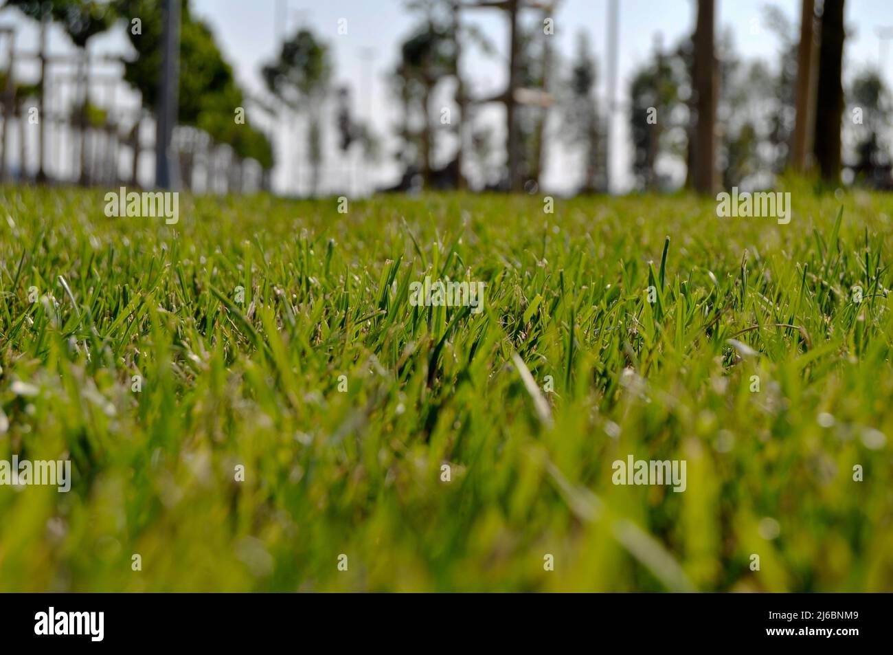 Green grass nature background, natural texture of plant in close-up ...