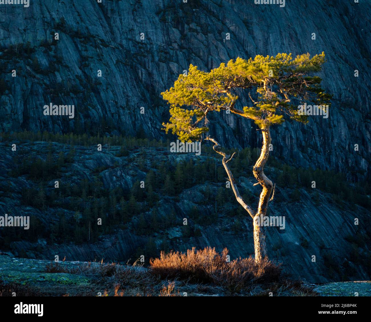 Mountain landscape and lone pine tree in last evening light at Måfjell ...