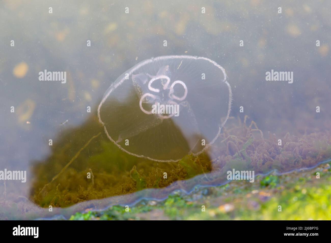 Translucent moon jellies hi-res stock photography and images - Alamy