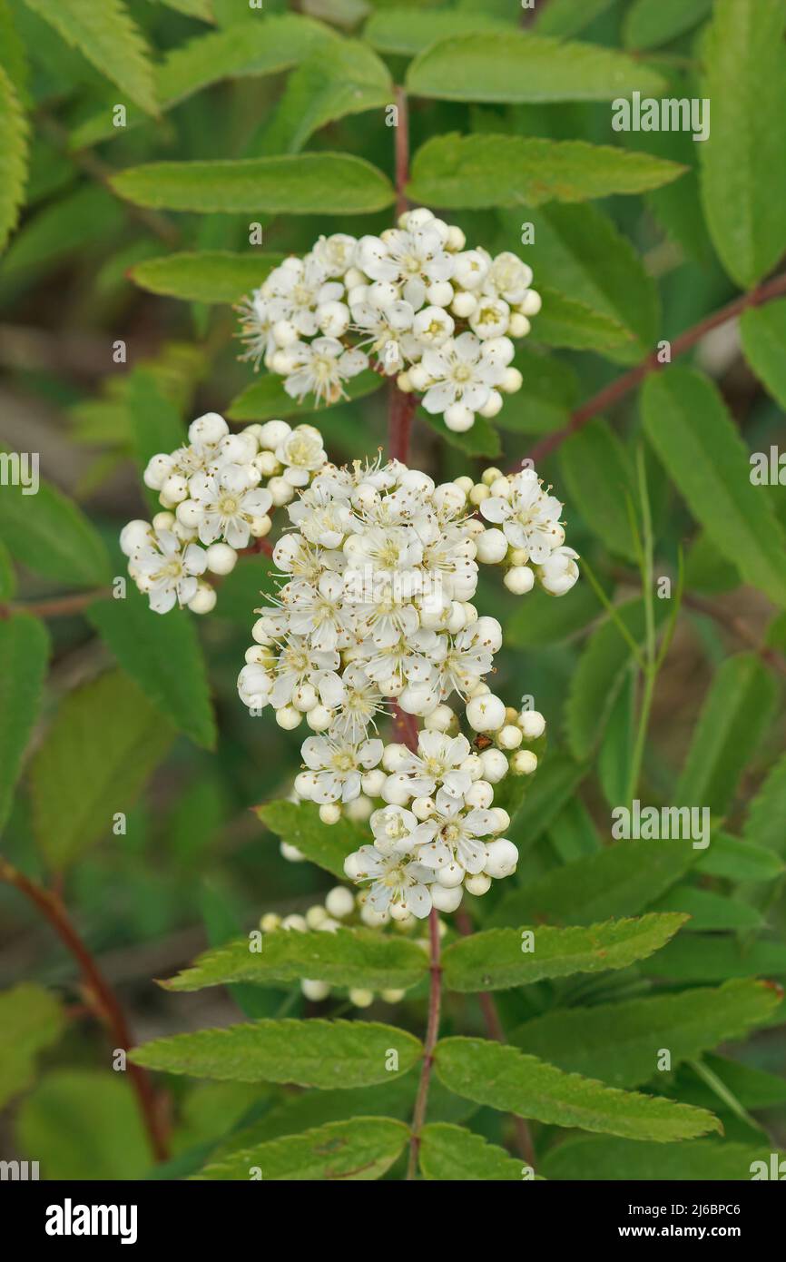 Vertical closeup on the white flowers of a blossoming rowan shrub ...