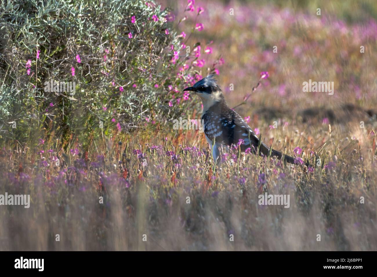 Clamator glandarius, Great Spotted Cuckoo. Levsos Stock Photo - Alamy