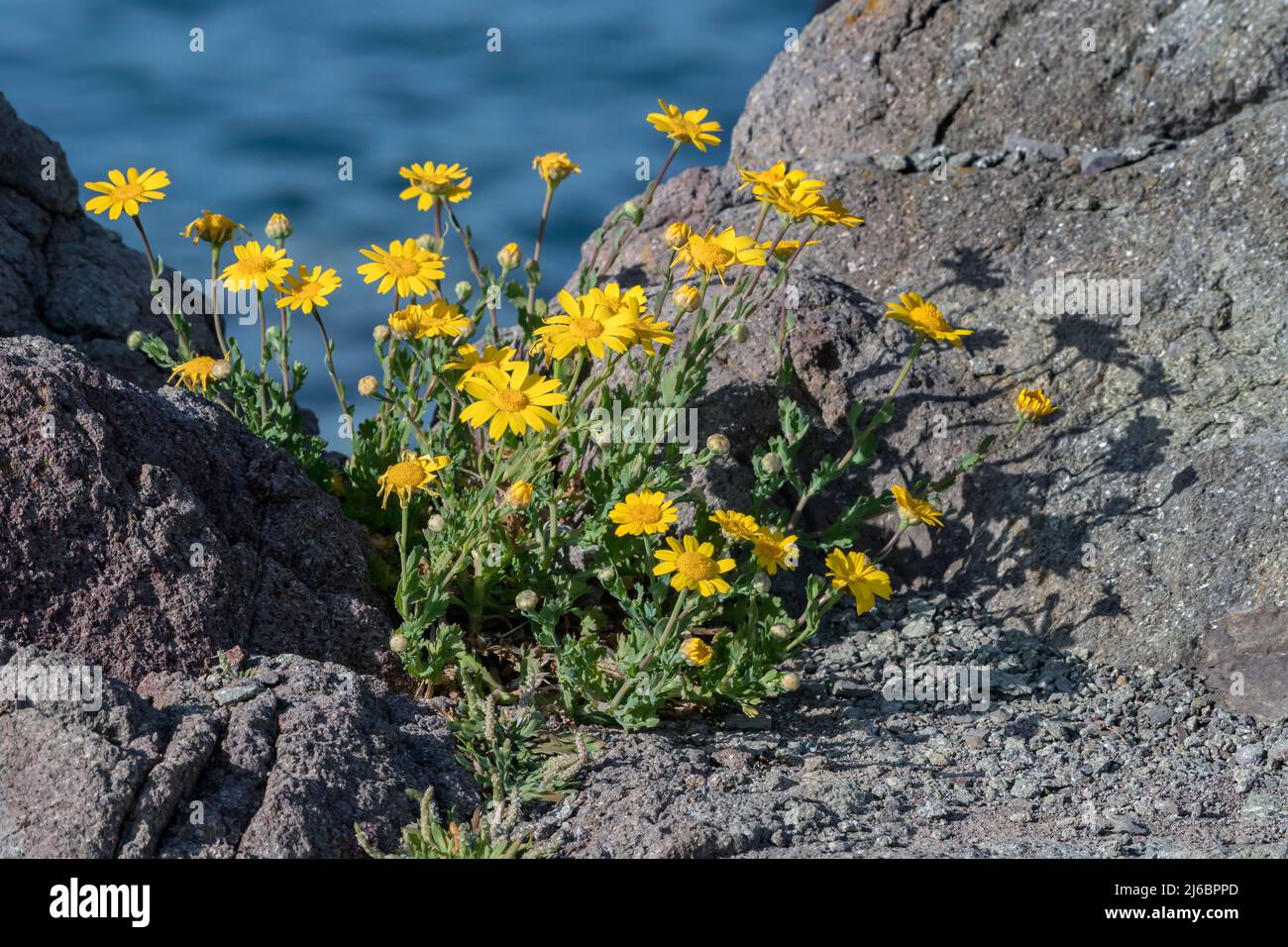 Yellow wild greek flowers hi-res stock photography and images - Alamy