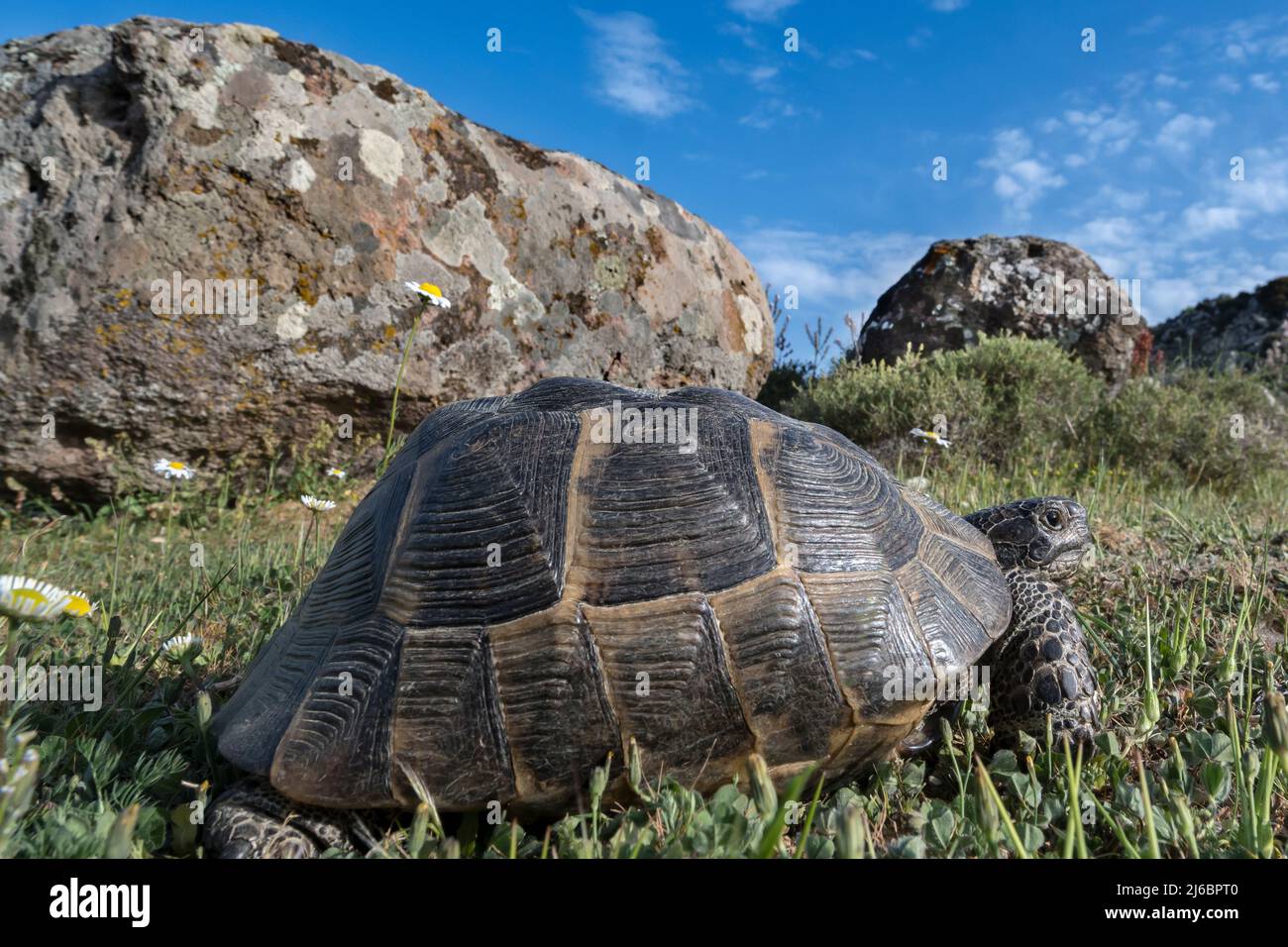 Grrek fauna hi-res stock photography and images - Alamy