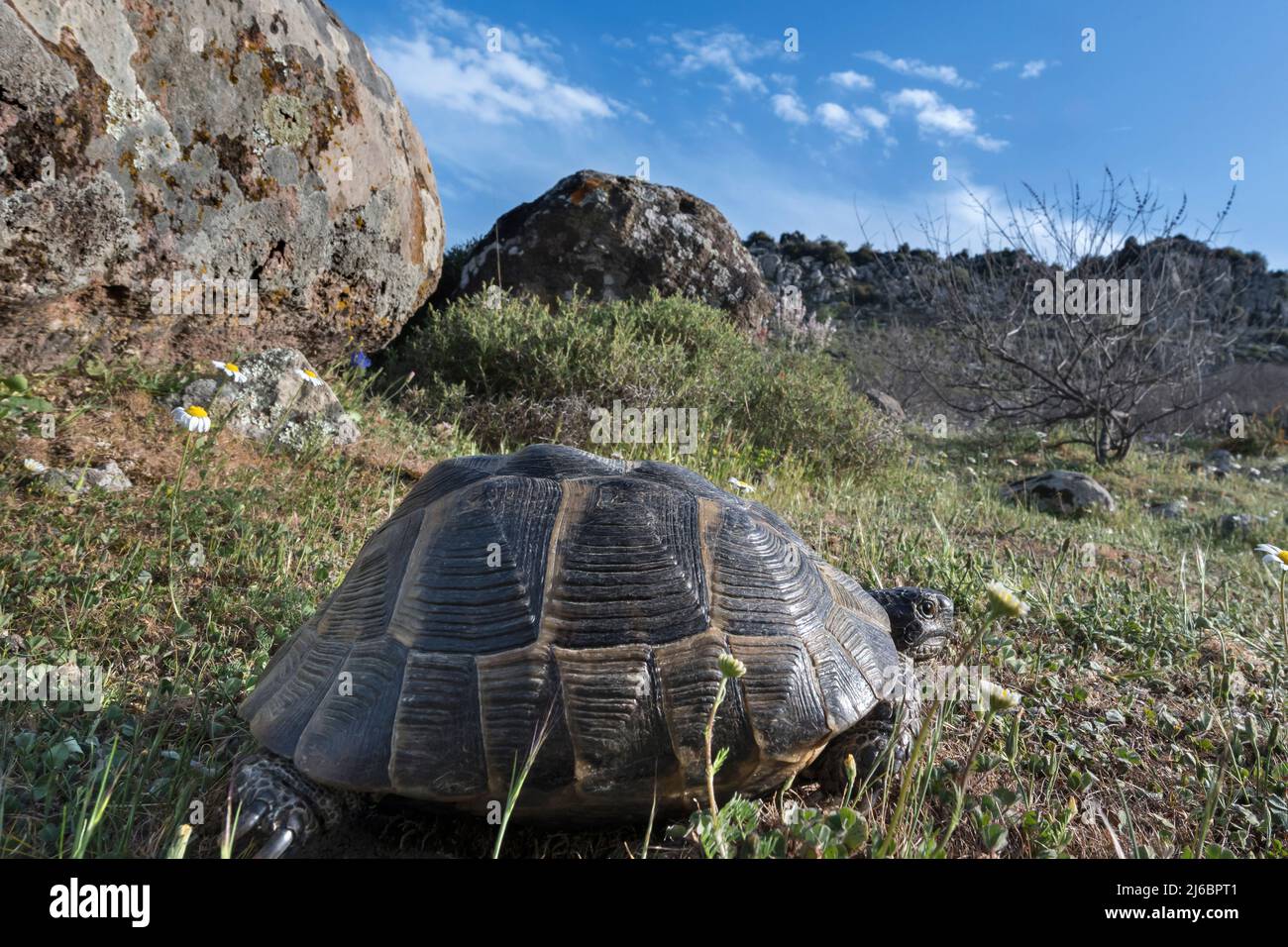 Tortoises in nature hi-res stock photography and images - Alamy