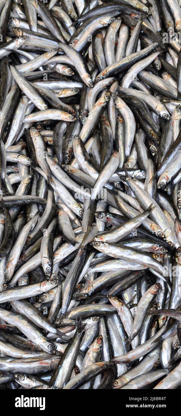 Clean fish are sold fresh at the fish market, fresh anchovy fish, hamsi ...