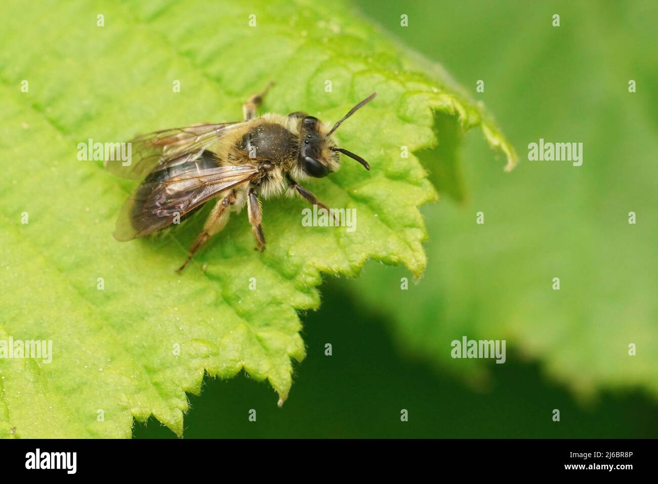 Closeup on a female mellow miner bee, Andrena mitis , sitting on a ...