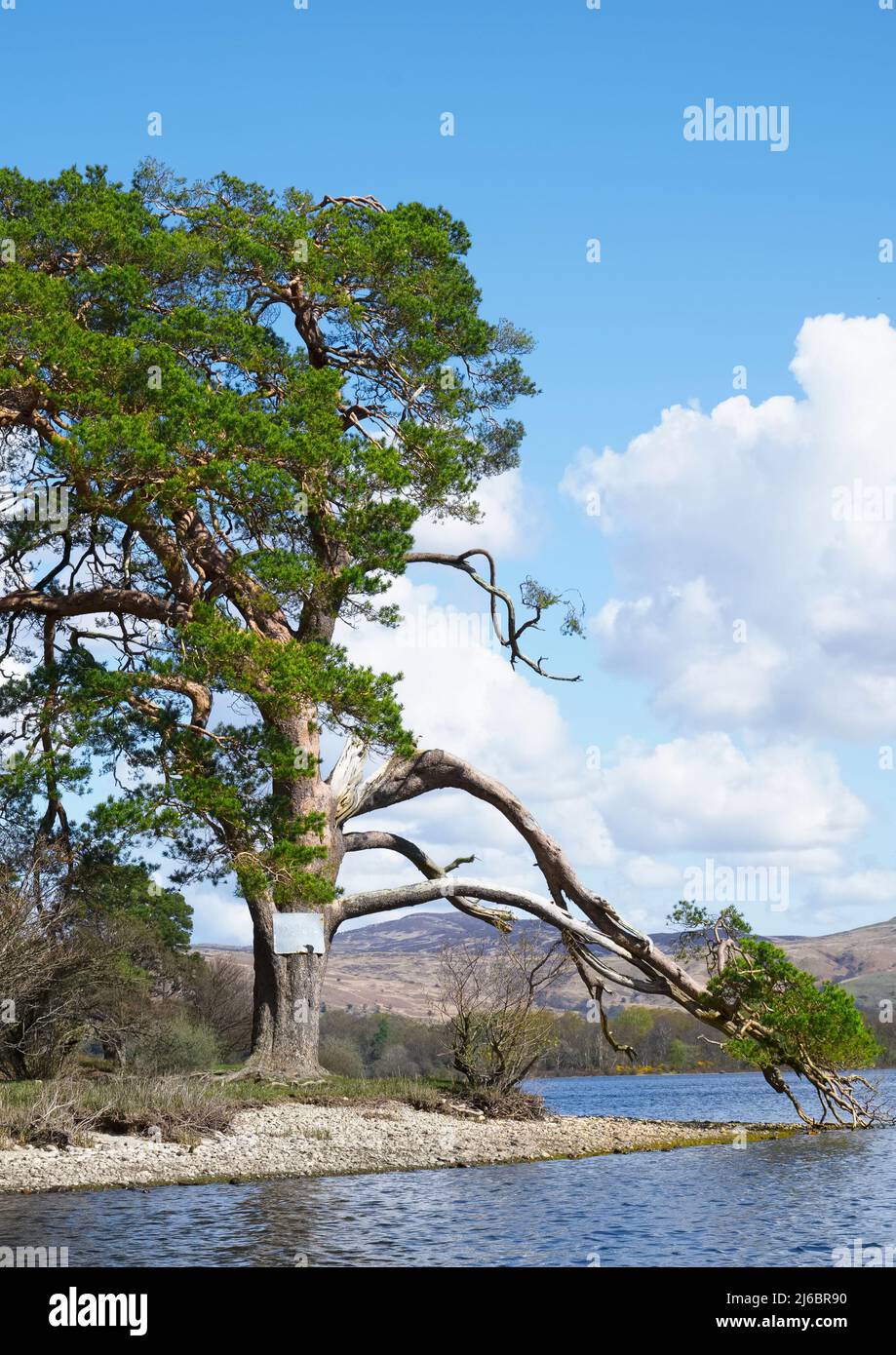 Loch lomond island inchconnachan hi-res stock photography and images ...