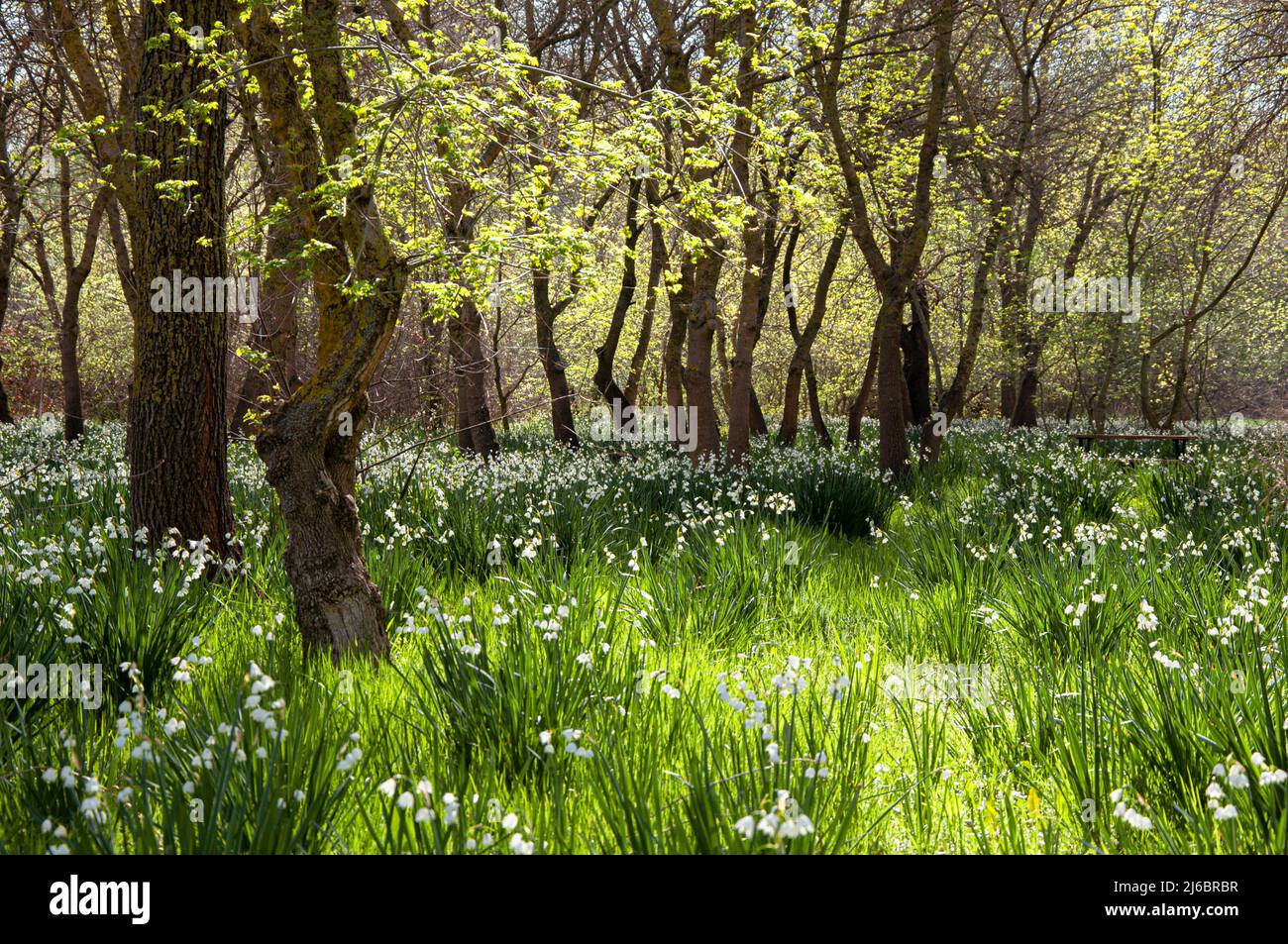 Isolated woodland hi-res stock photography and images - Alamy