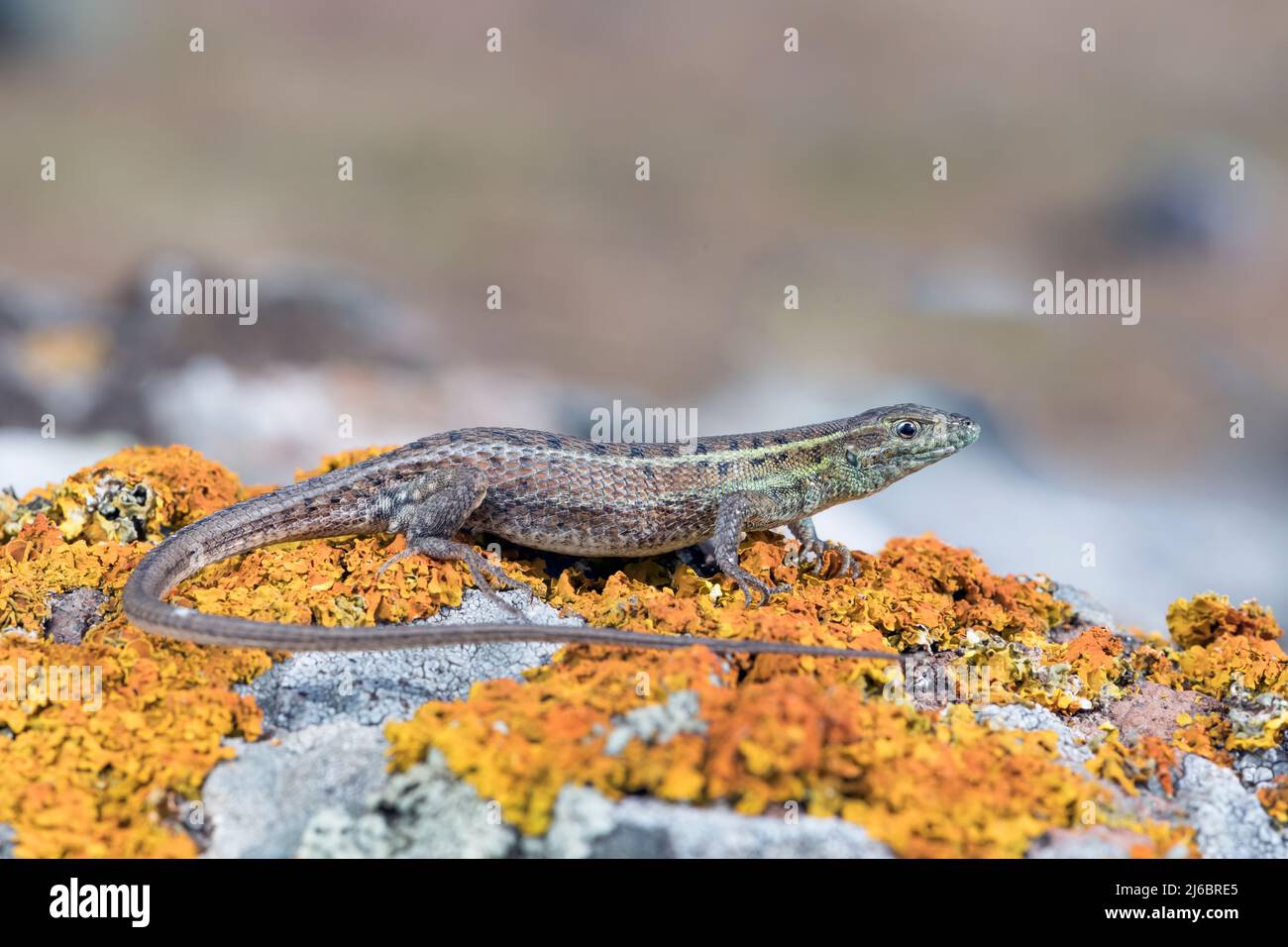 Ophisops elegans, Snake-eyed Lizard. Levsos Stock Photo - Alamy