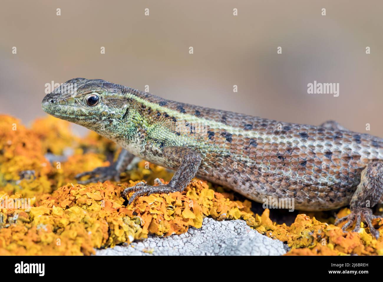 Ophisops elegans, Snake-eyed Lizard. Levsos Stock Photo - Alamy
