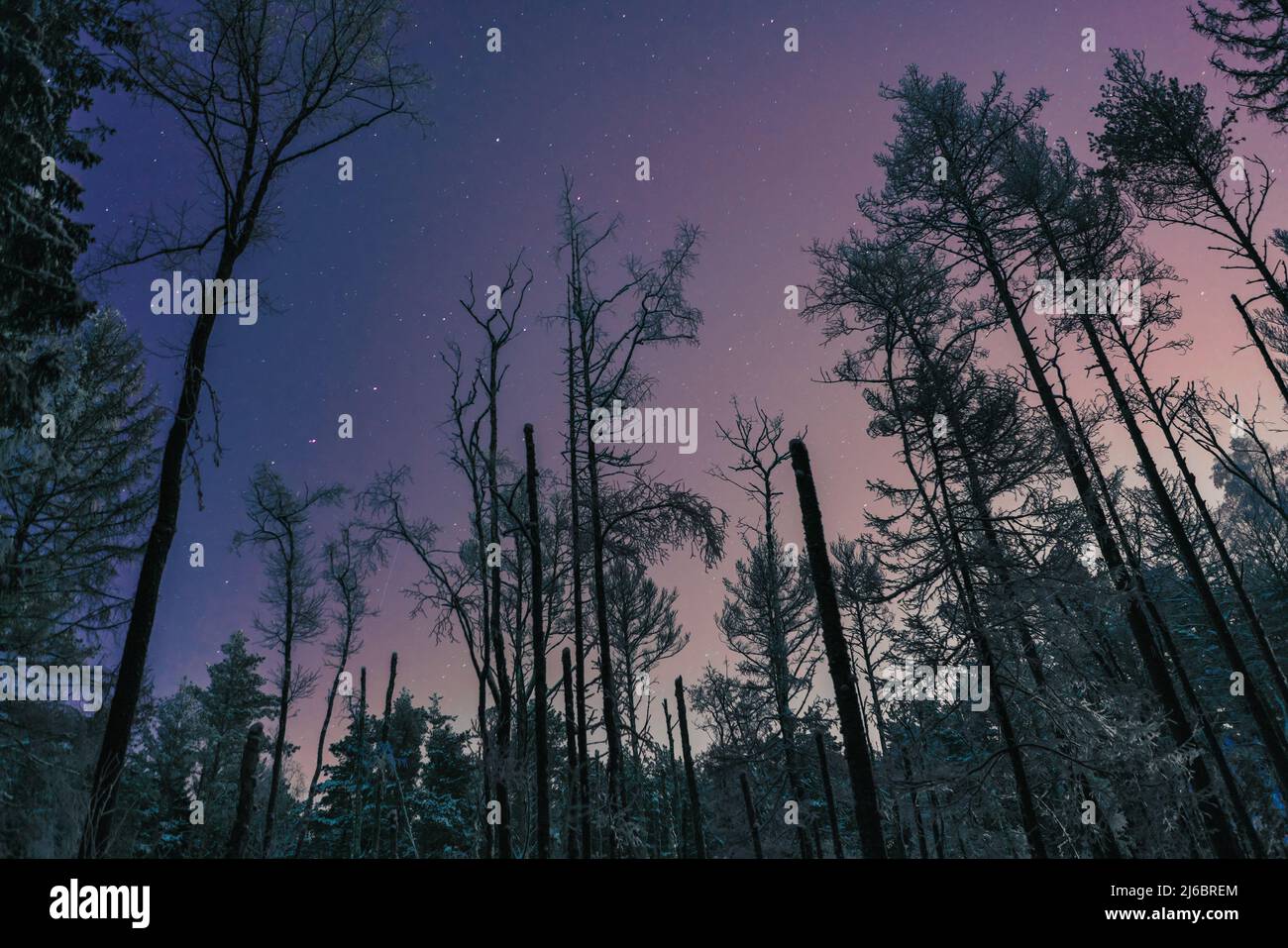 Starry night in the forest hi-res stock photography and images - Alamy