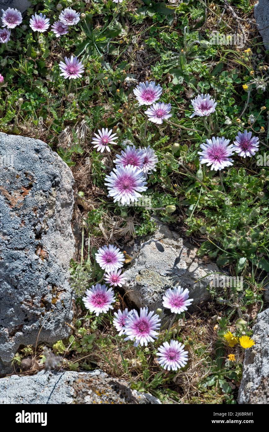 Crepis rubra hi-res stock photography and images - Alamy