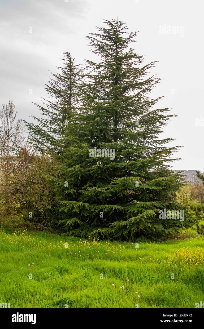 Dense deciduous evergreen tree hi-res stock photography and images - Alamy