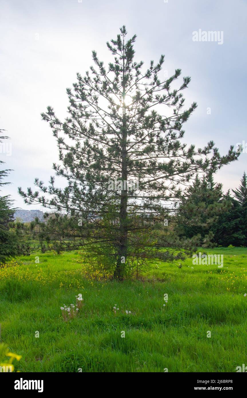 Cherry tree and pine tree hi-res stock photography and images - Alamy