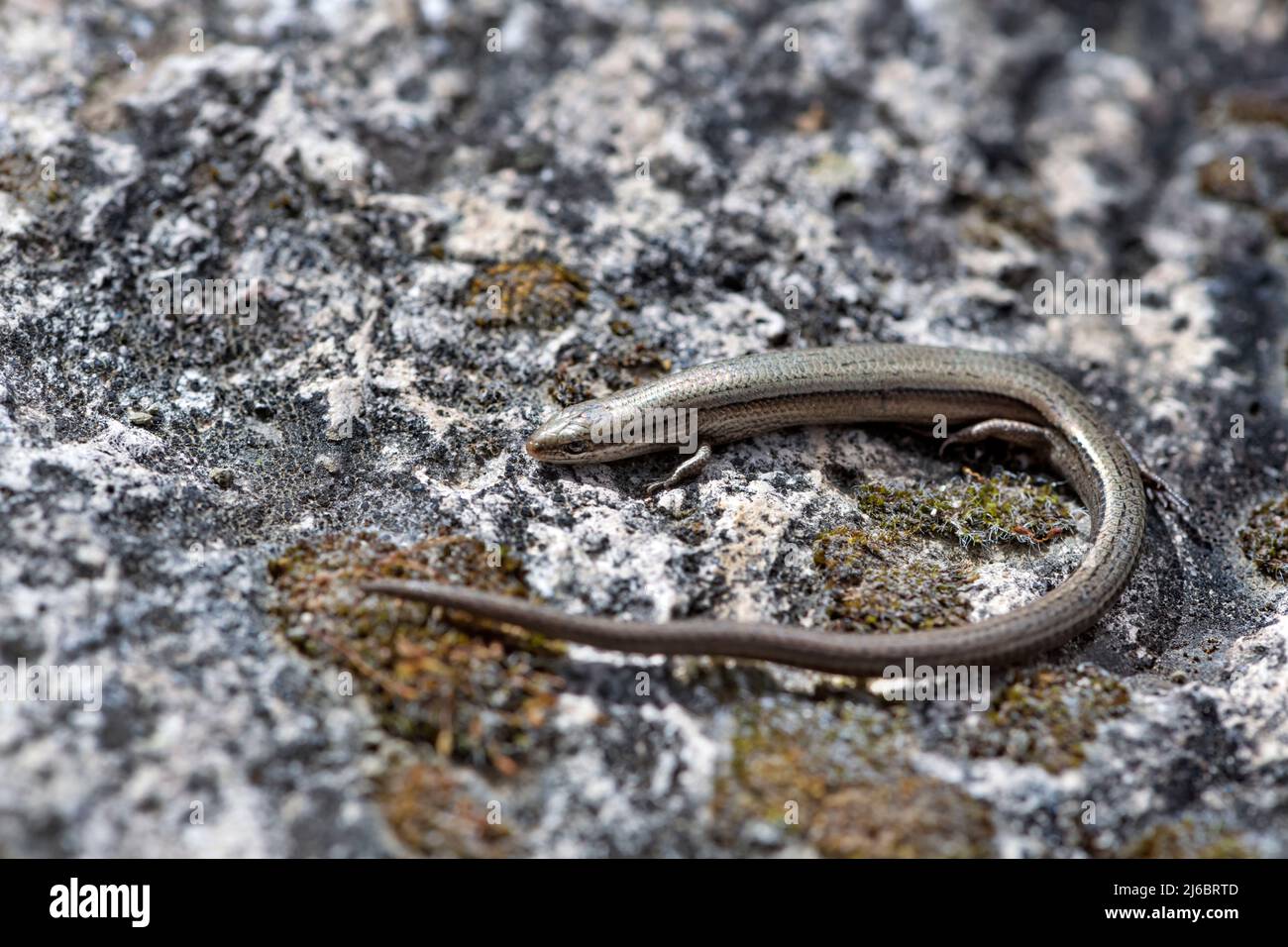Ablepharus kitaibelli, European Copper Skink. Levsos Stock Photo - Alamy