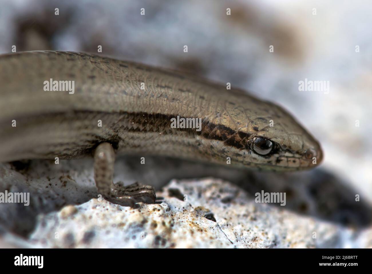 Ablepharus kitaibelli, European Copper Skink. Levsos Stock Photo - Alamy